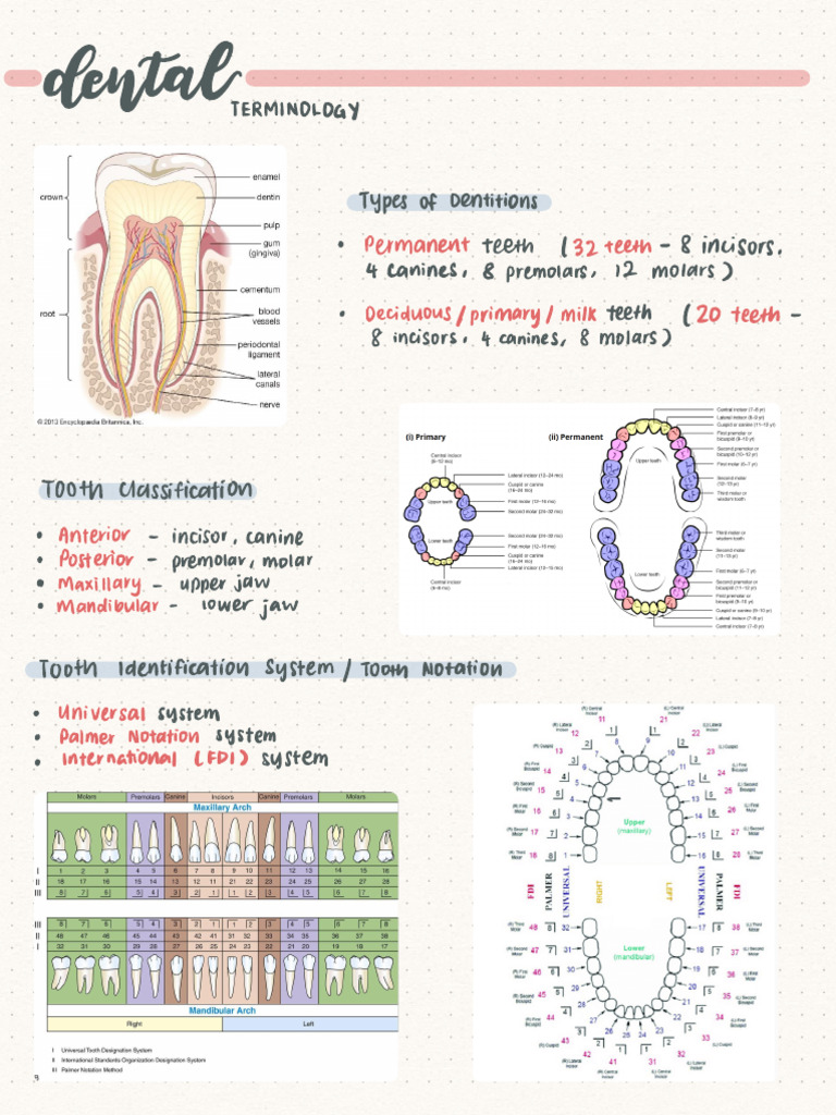 Dental Terminology | PDF
