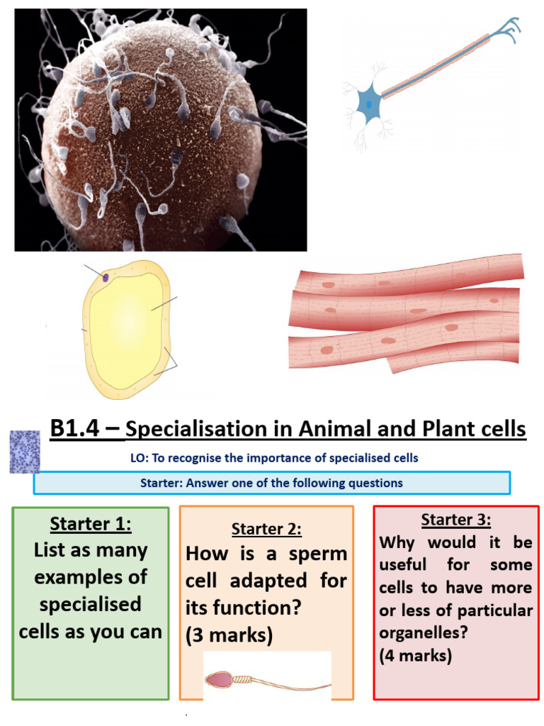 B1.4 & 5 Specialisation in Animal Cells & Plant Cells | PDF | Cell ...