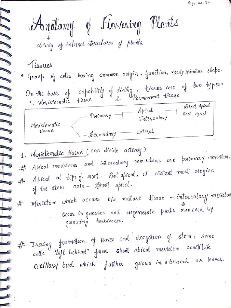 Anatomy of Flowering Plants Notes | PDF