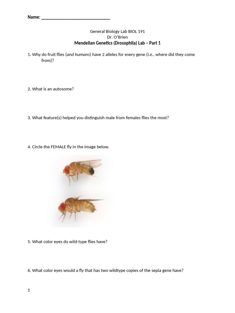 6 - Drosophila Lab Part 1 | PDF