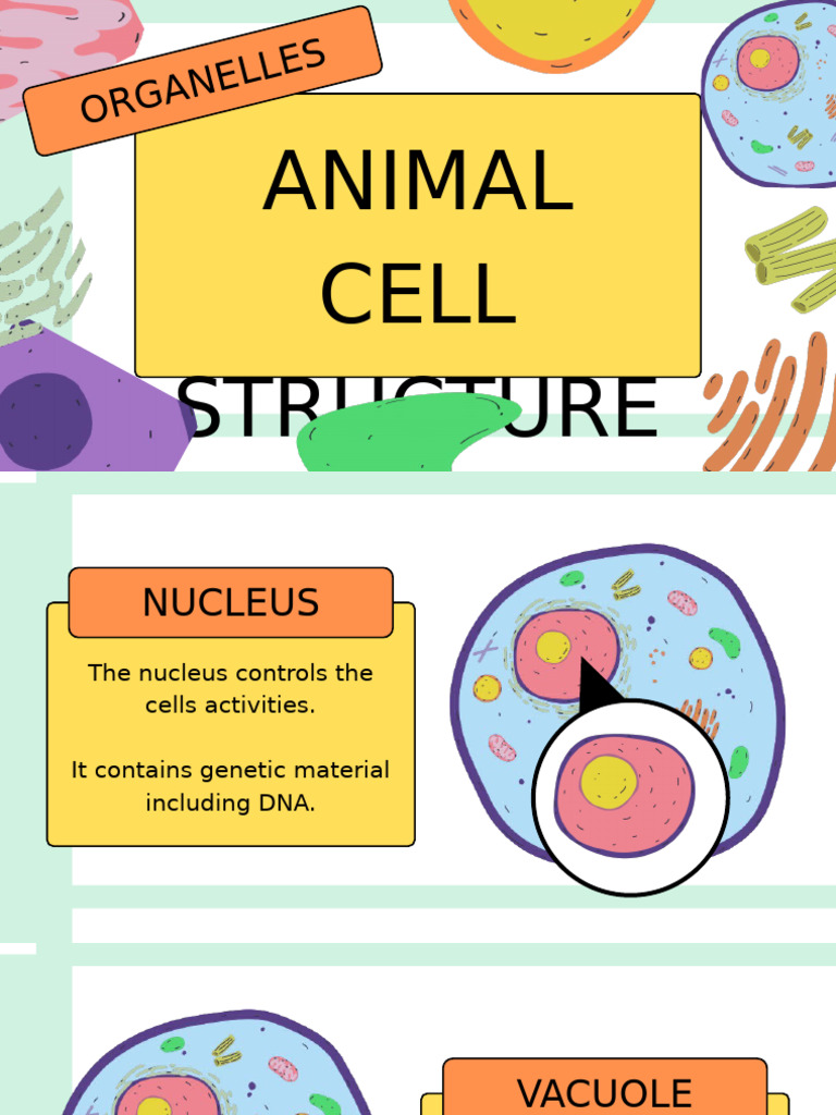 Animal Cell Structure Biology Presentation in an Orange Yellow Blue ...