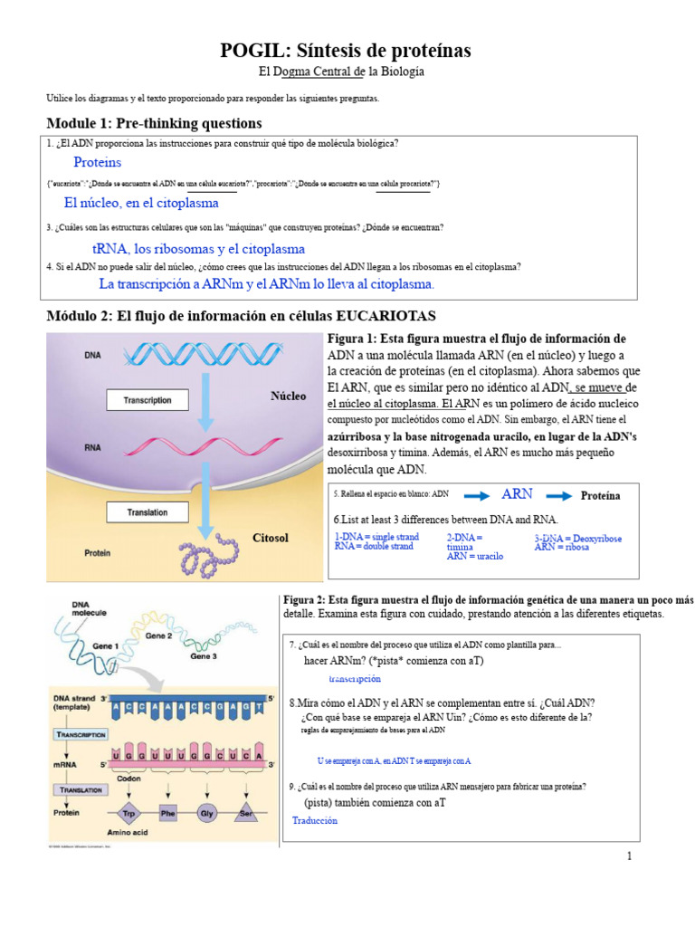 pogil_-_síntesis_de_proteínas | PDF | Rna | Ribosoma