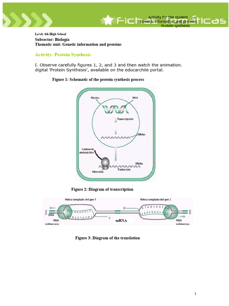 Protein Synthesis Activity_Student | PDF | Translation (Biology ...