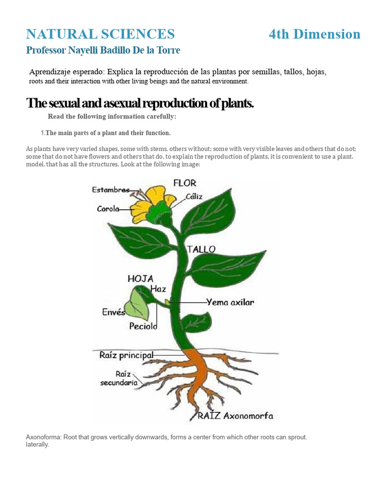 The Sexual and Asexual Reproduction of Plants | PDF | Flowers | Petal