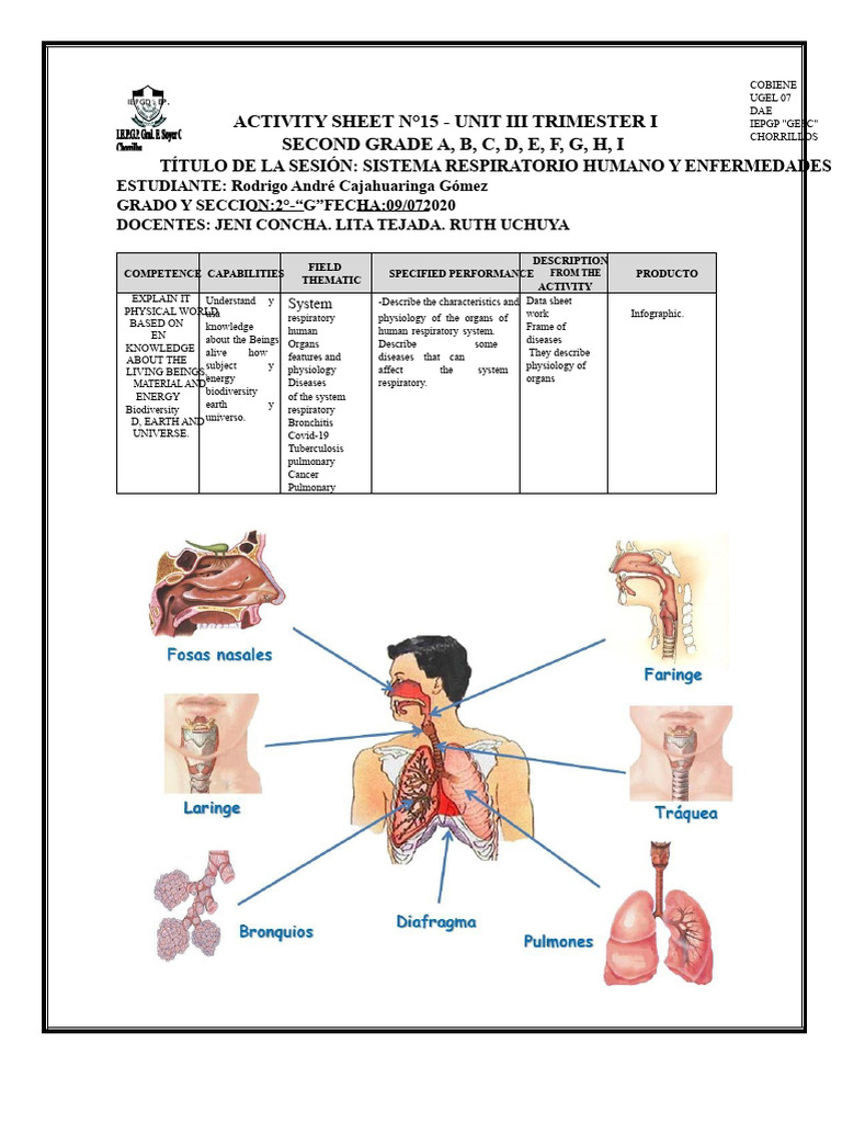Human Respiratory System & Diseases | PDF | Respiratory Tract | Lung