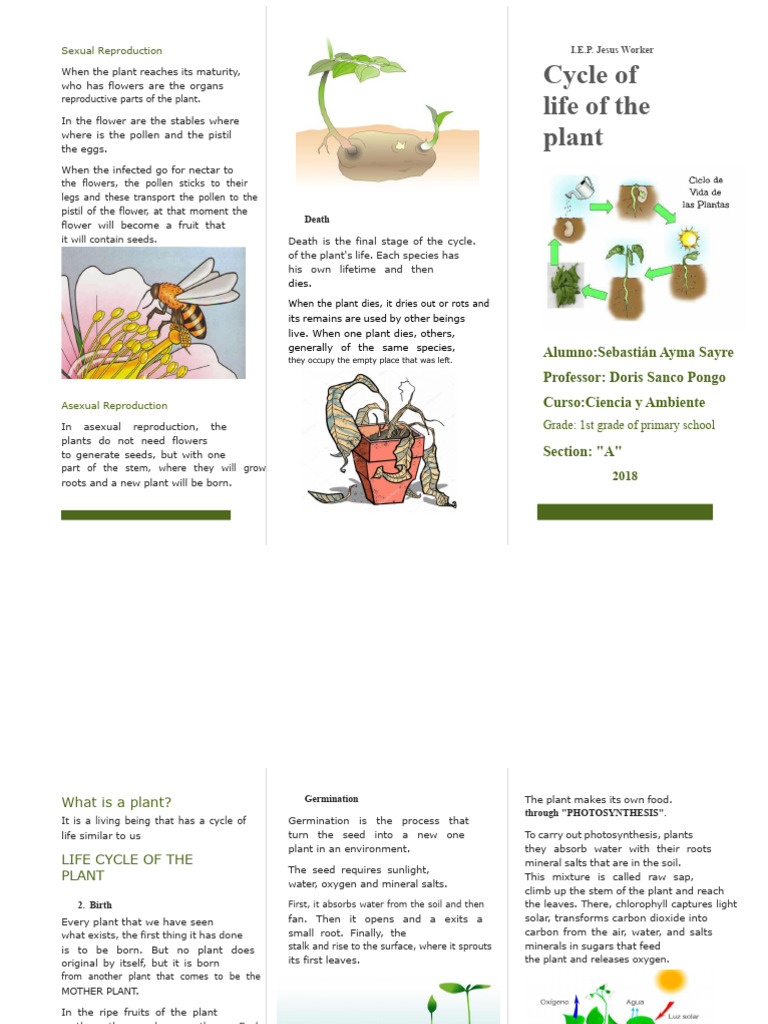 Plant Life Cycle Explained | PDF | Plants | Seed