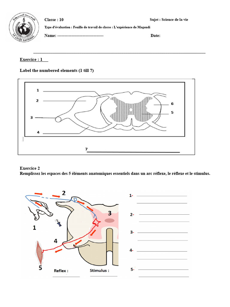 Expérience sur l'arc réflexe en science | PDF | Nerf | Moelle épinière