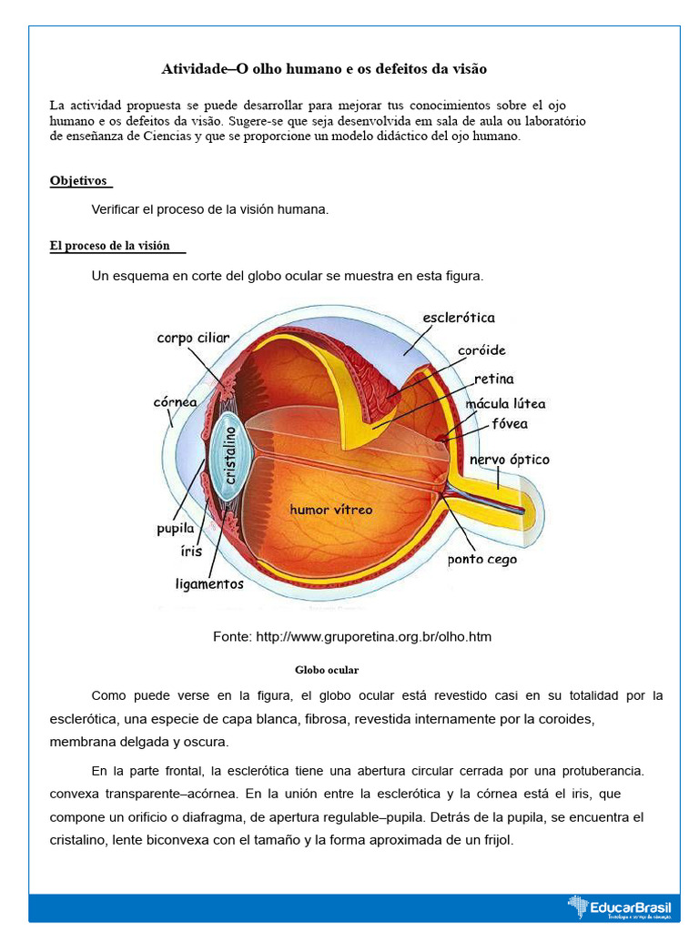 Defectos de Visión y Anatomía del Ojo | PDF | Ojo humano | Percepción ...