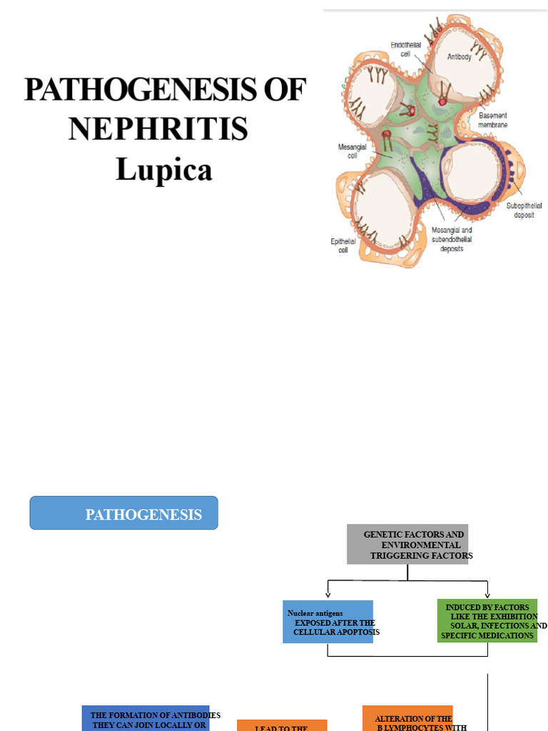 Pathogenesis of Lupus Nephritis | PDF | Medical Specialties | Kidney