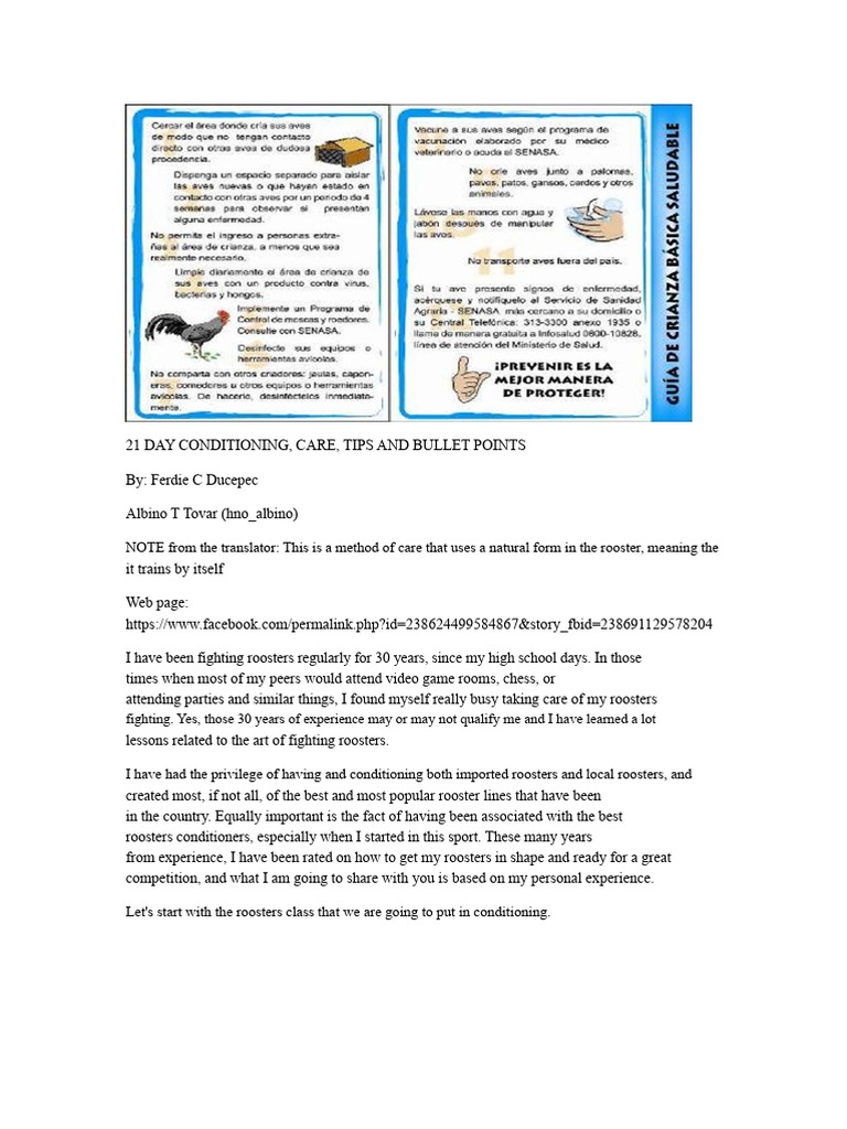 21-Day Rooster Conditioning Guide | PDF | Poultry | Chicken