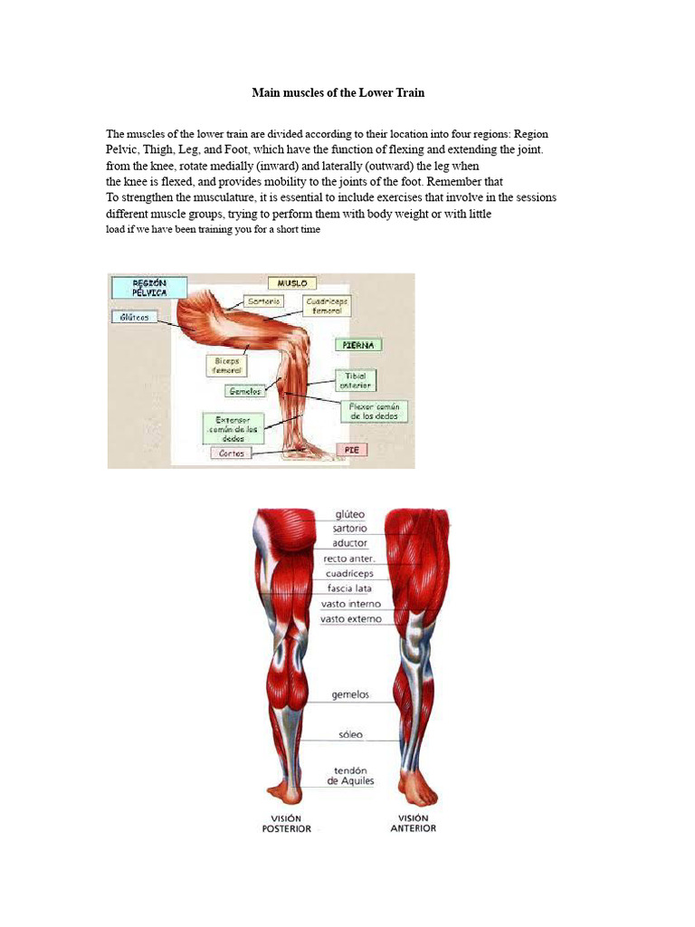 Lower Body Muscle Exercises Guide | PDF | Human Leg | Anatomical Terms ...