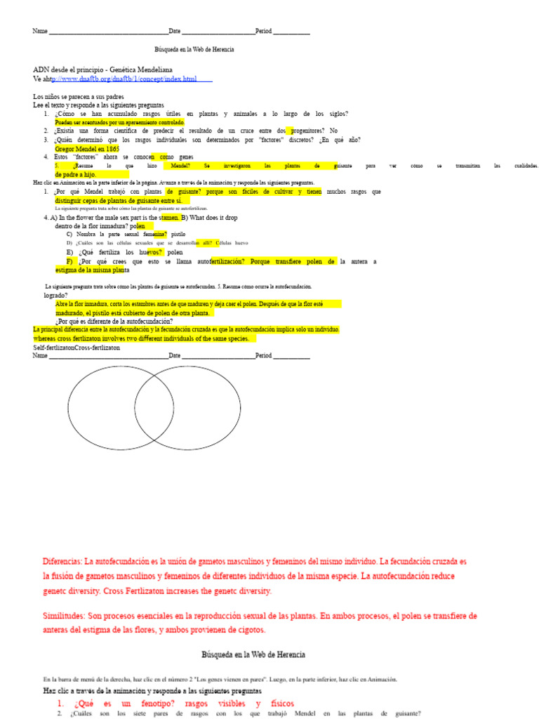 Respuestas A Webquest - Genetics | PDF | Fertilización | Herencia