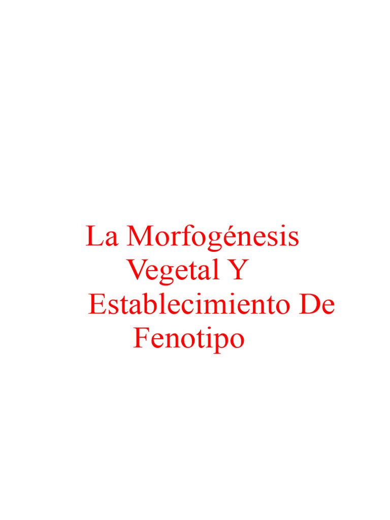 Morfogénesis Vegetal: Crecimiento y Adaptación | PDF | Mitosis | Raíz