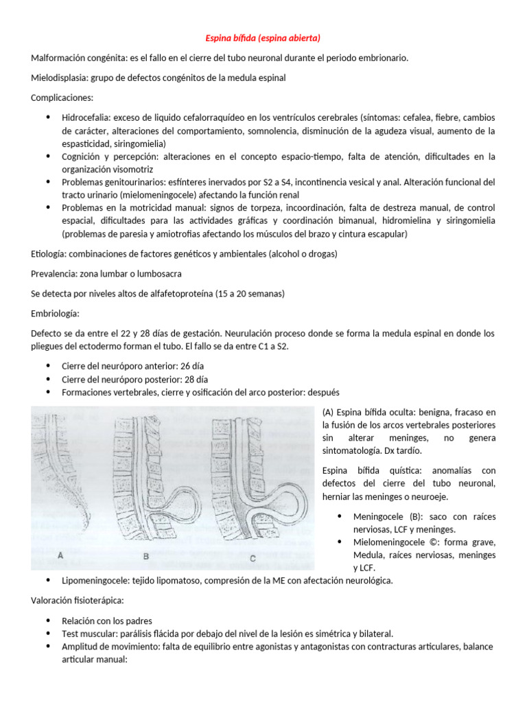 Espina Bífida: Complicaciones y Tratamiento | PDF | Sistema nervioso ...