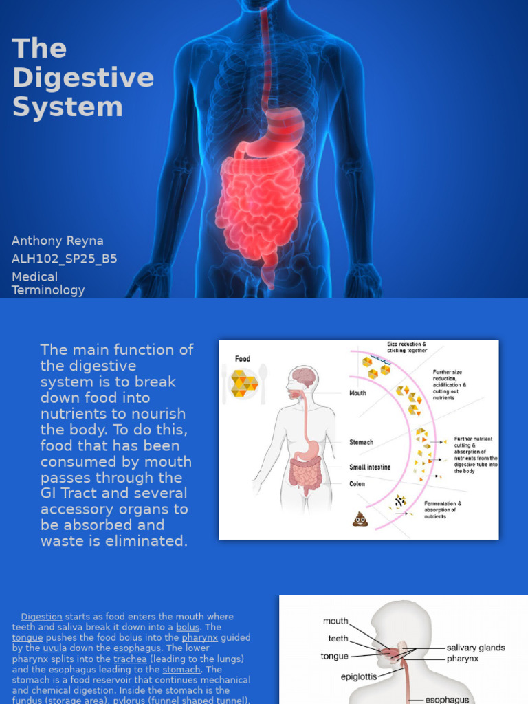 Anthony Reyna - Digestive System Concept Map ALH102-SP25-B5 | PDF ...
