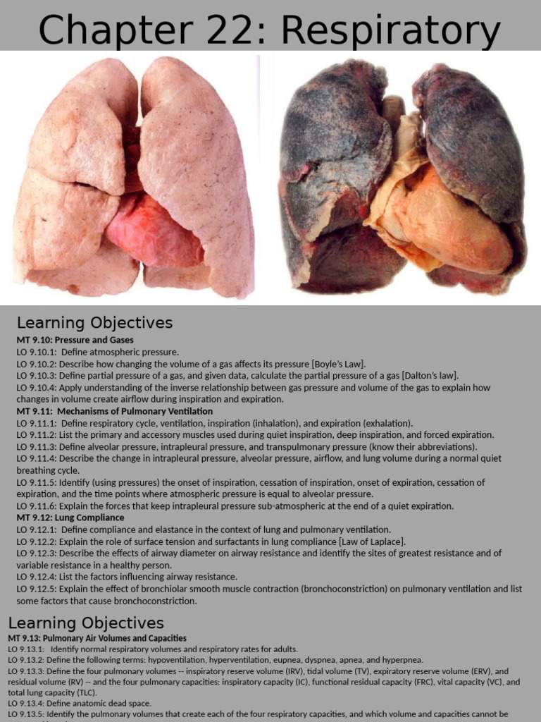 Chapter 22 - Part 2 Respiratory Physiology | PDF | Lung | Respiratory ...
