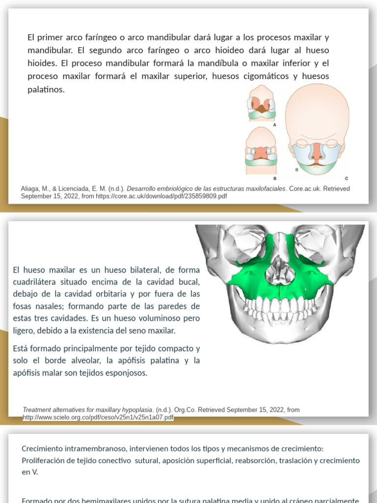 Crecimiento del maxilar superior | PDF | Cabeza y cuello humanos | Anatomía humana
