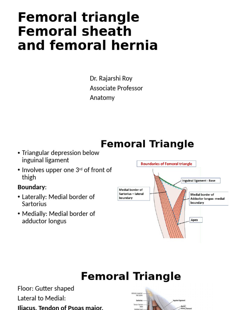 Femoral Triangle, Femoral Sheath and Femoral Hernia | PDF | Vein ...