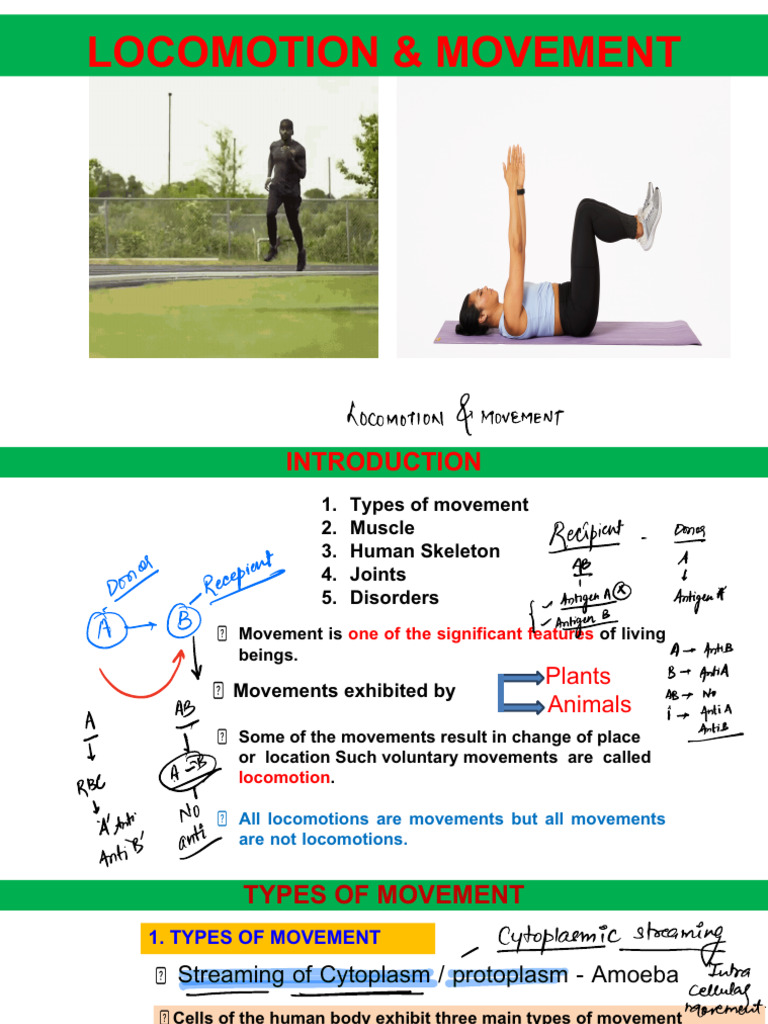 Understanding Locomotion and Muscle Movement | PDF | Muscle | Soft Tissue