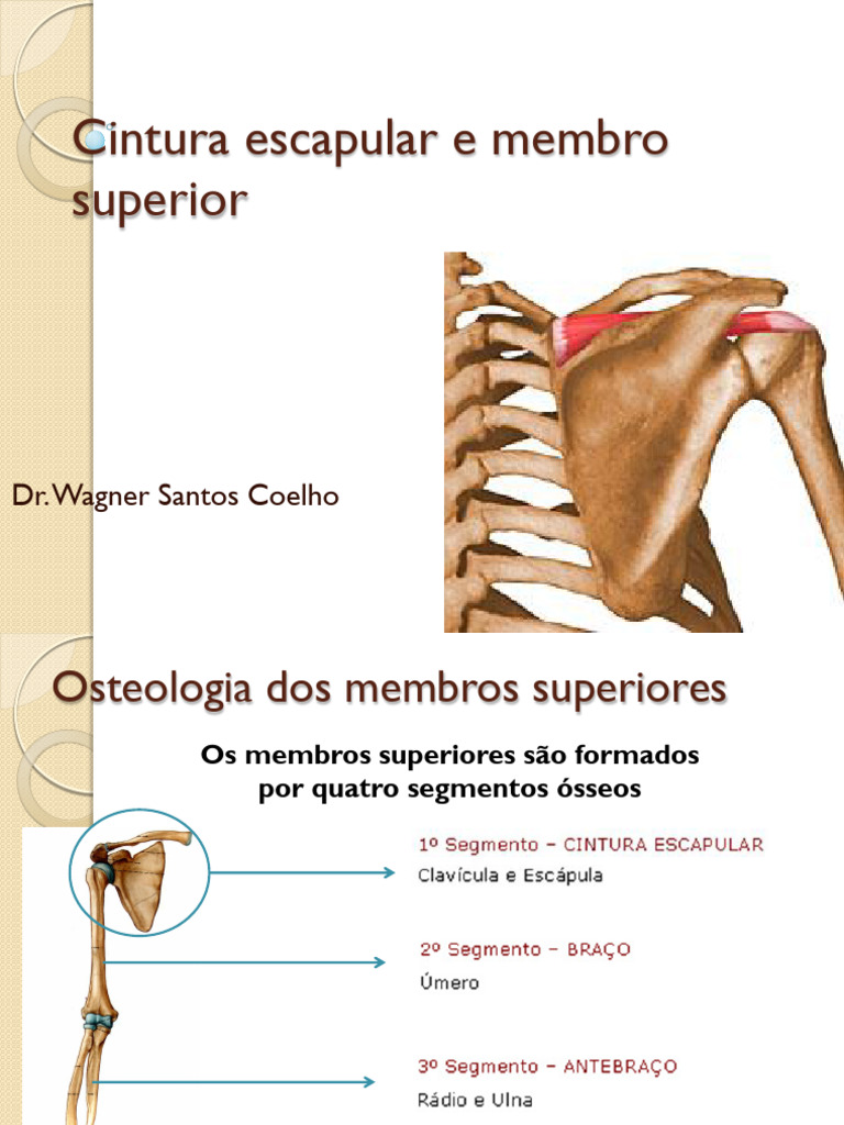Anatomia da Cintura Escapular e Membros | PDF | Anatomia humana ...