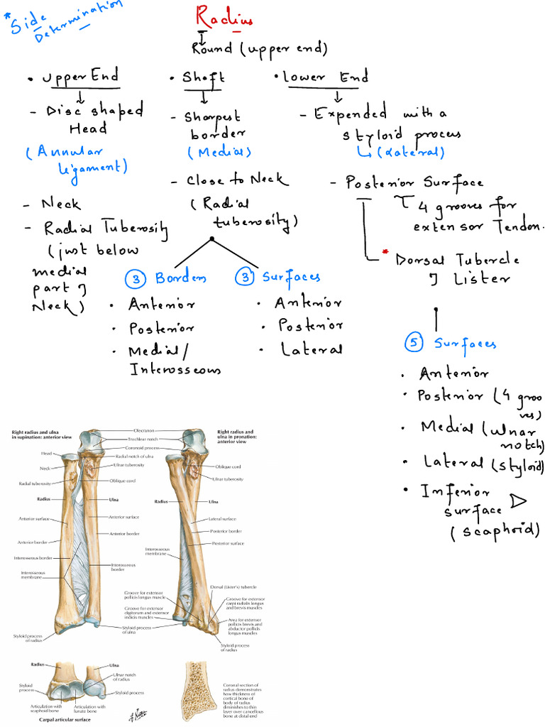 Radius (Bone and Attachments) Flow Chart | PDF | Skeletal System | Soft ...