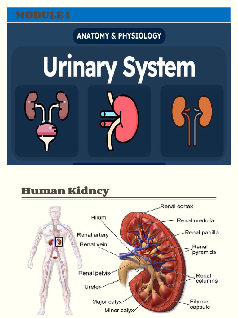 Human Kidney and Excretory System Overview | PDF | Kidney | Animal Anatomy