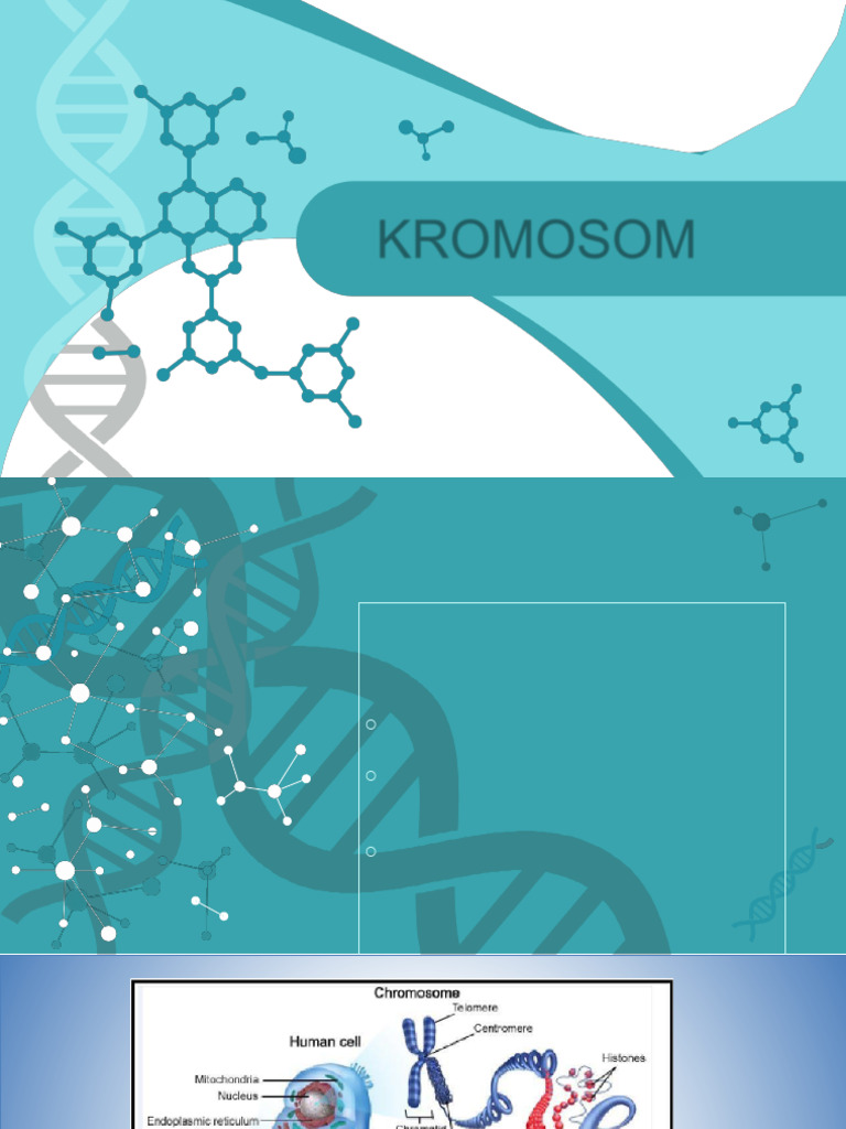 Struktur dan Jenis Kromosom dalam Biologi | PDF