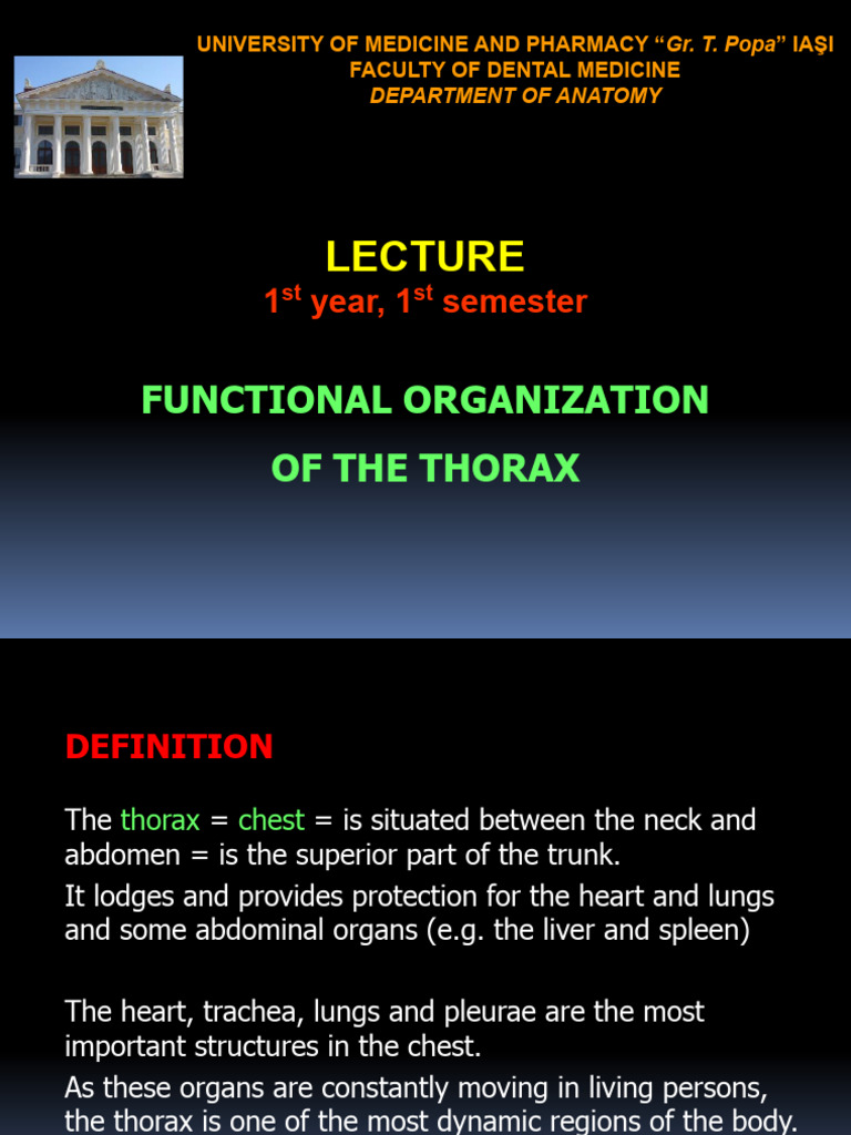CURS 8. Thorax.ppt | PDF | Thorax | Vertebra