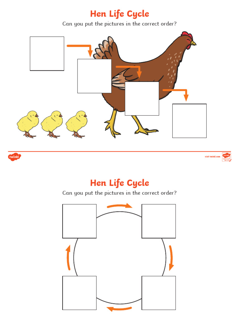 G2 Life Cycle of a Hen | PDF