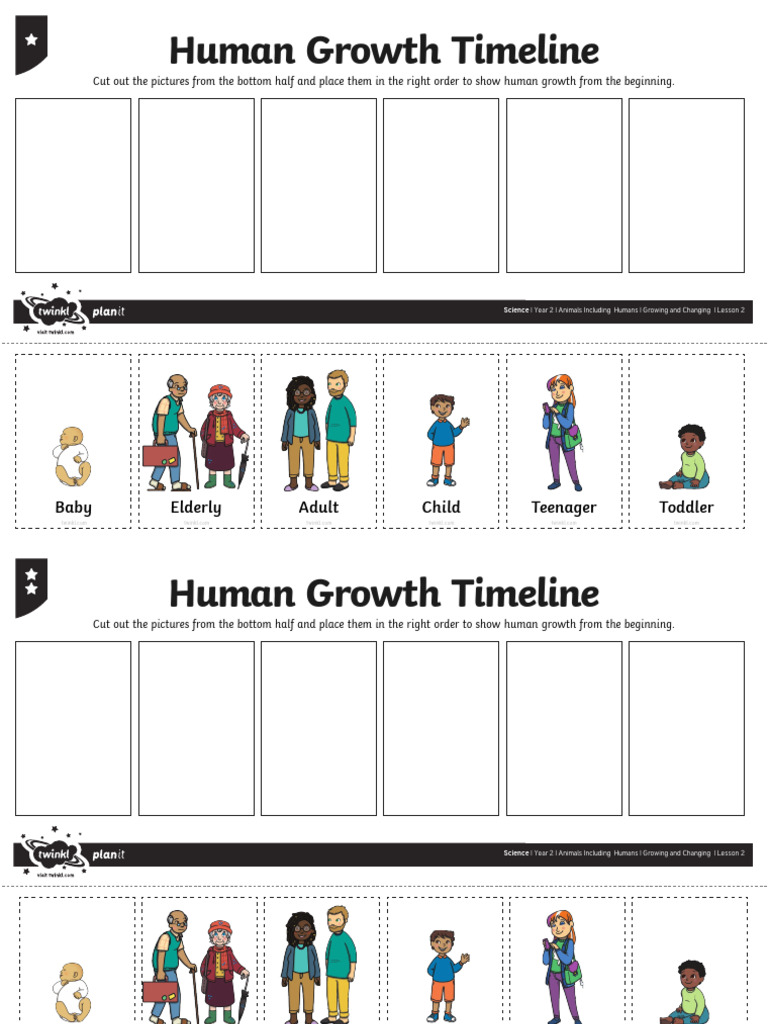 Human Growth Timeline Activity for Kids | PDF