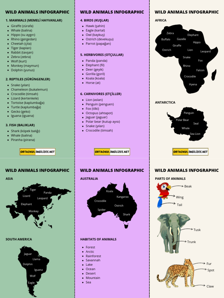 Wild Animals Infographic Guide | PDF | Lion | Lizard