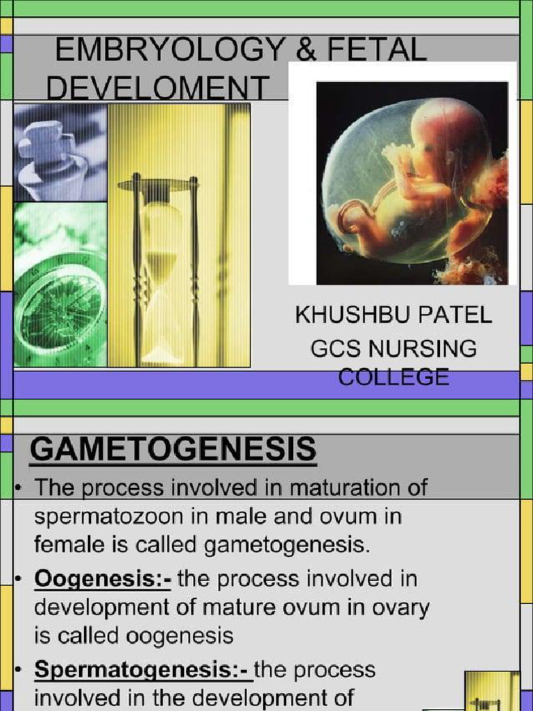 Slidesaver Embryology | PDF