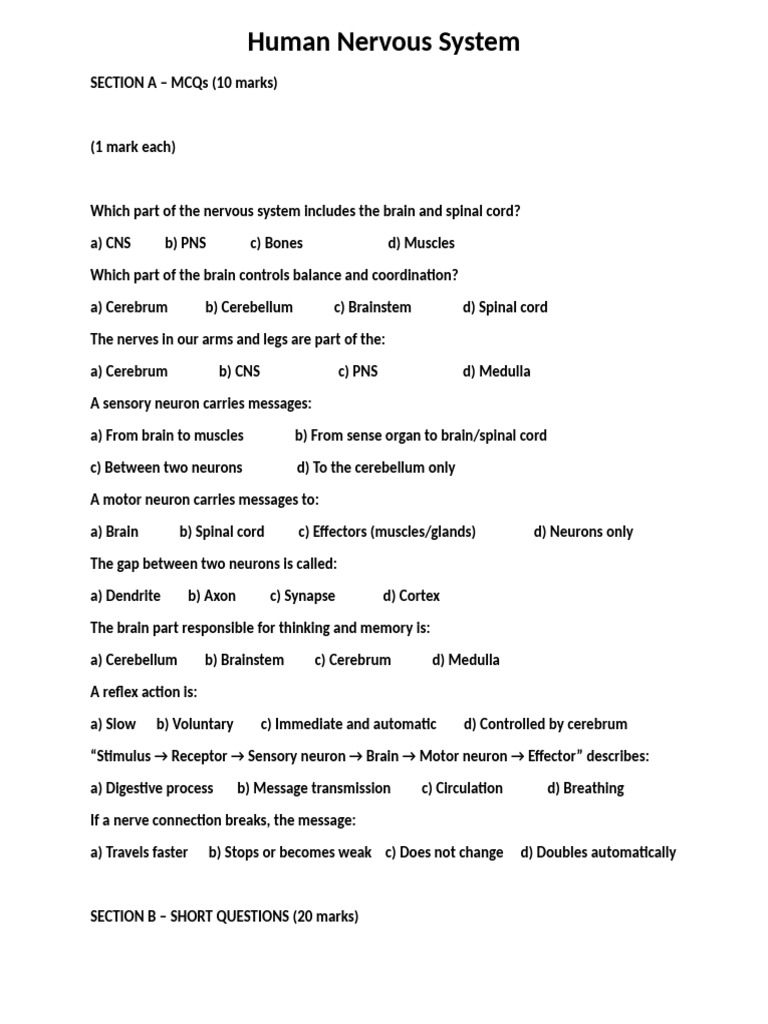 Human Nervous System Overview and Quiz | PDF | Central Nervous System ...