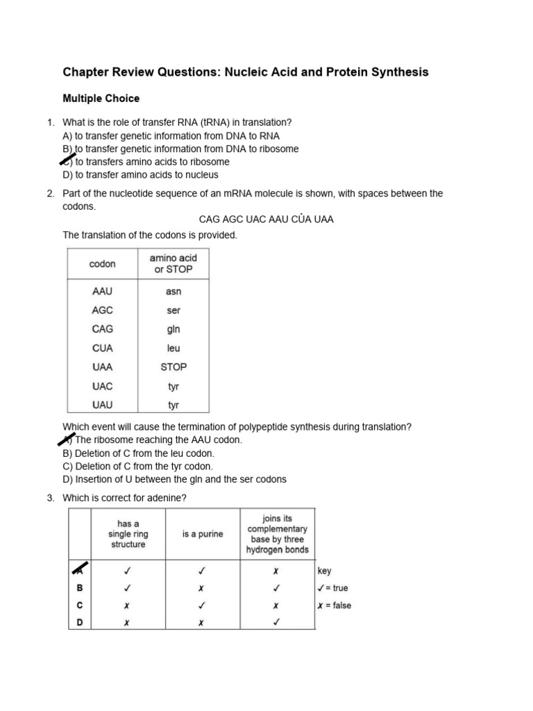 Nucleic Acid and Protein Synthesis Quiz | PDF | Dna | Nucleic Acid Sequence