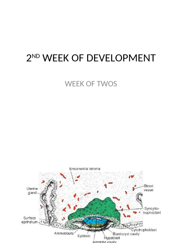 Embryology 2nd Week of Development | PDF | Anatomy | Developmental Biology