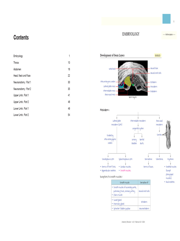 Anatomy RR | PDF | Aorta | Muscle