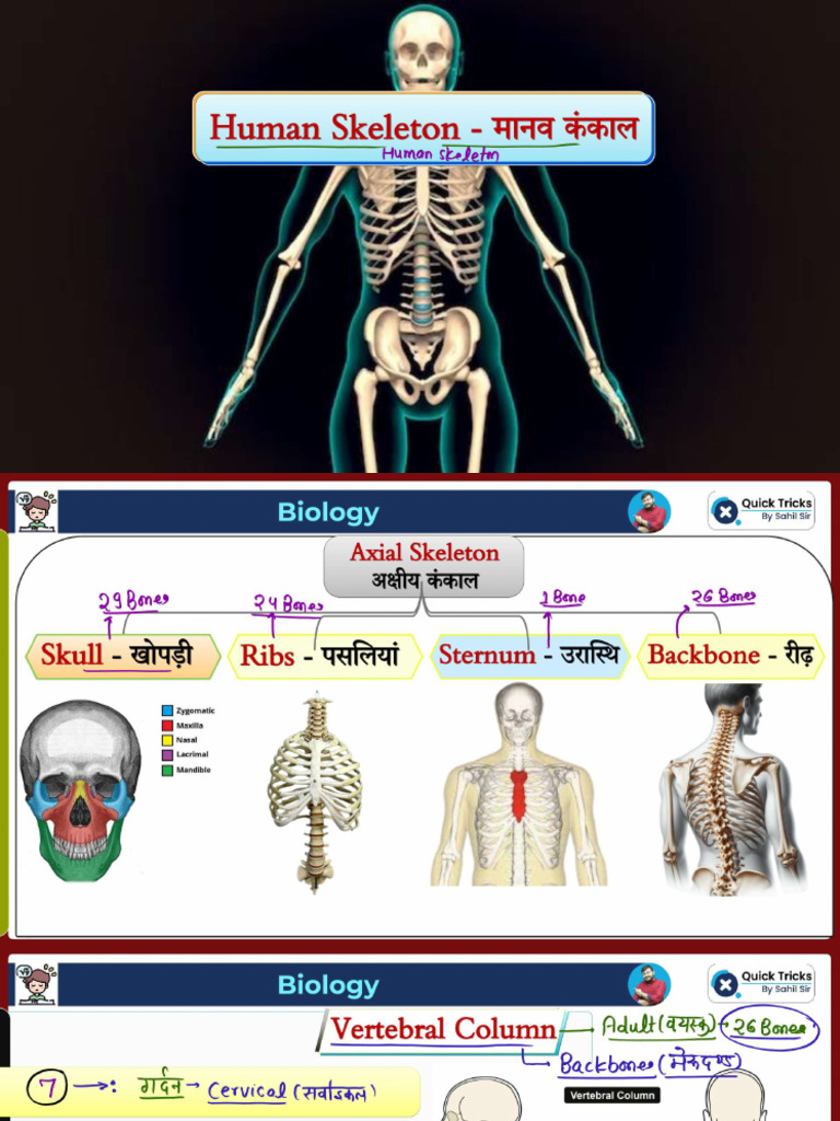 Class- 7 __ Human Skeletal System (मानव कंकाल तंत्र) Part 2 | PDF