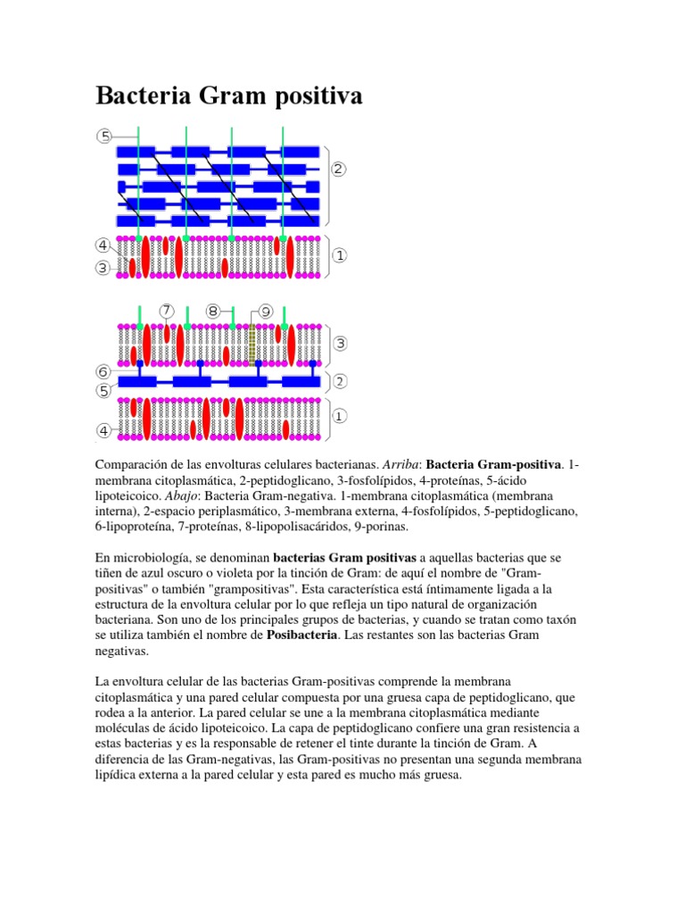 Bacteria Gram Positiva | Bacterias Gram Positivas | Las bacterias