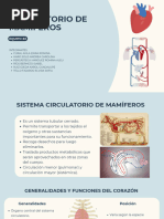 Anatomía del Corazón en Caballos | PDF | Corazón | Ventrículo (corazón)