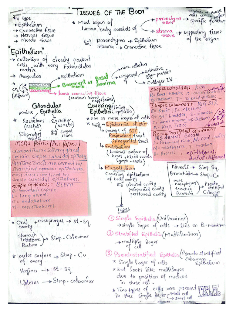 Histology Notes by Shehzad Ali | PDF
