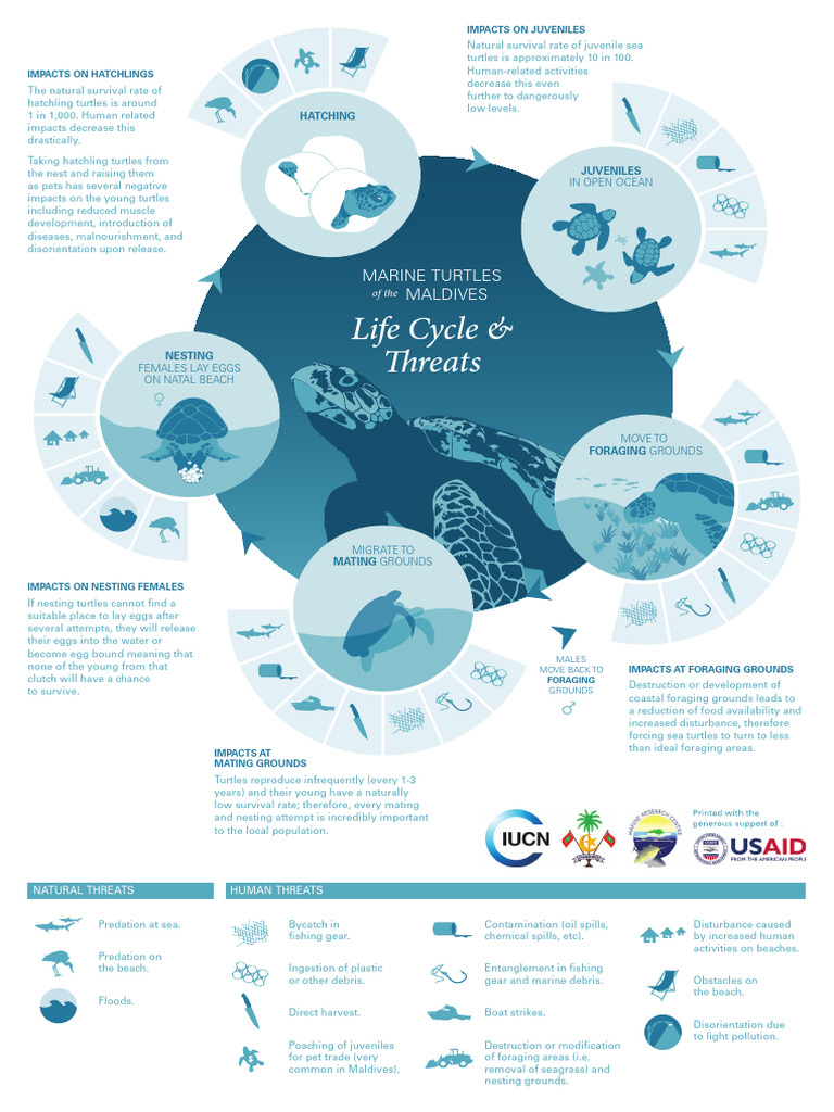 Life Cycle of Sea Turtles Poster | PDF | Sea Turtle | Turtle
