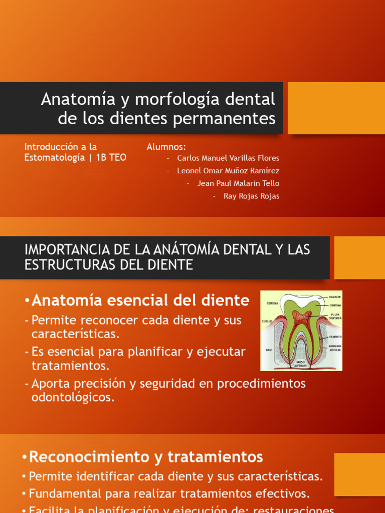 Anatomía de Dientes Permanentes | PDF | Diente | Odontología
