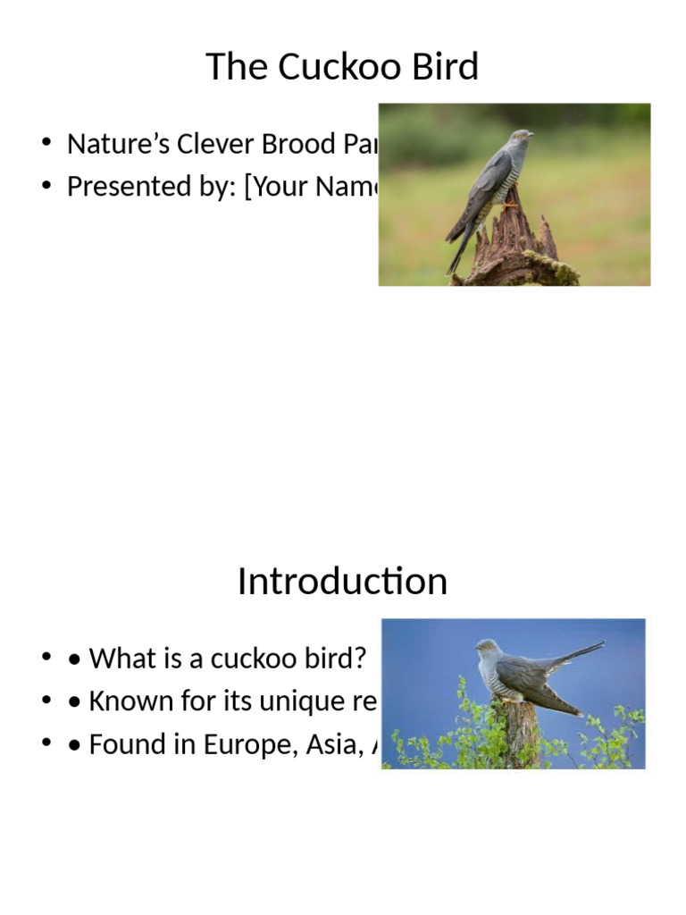 Cuckoo Bird Presentation With Pictures-1 | PDF