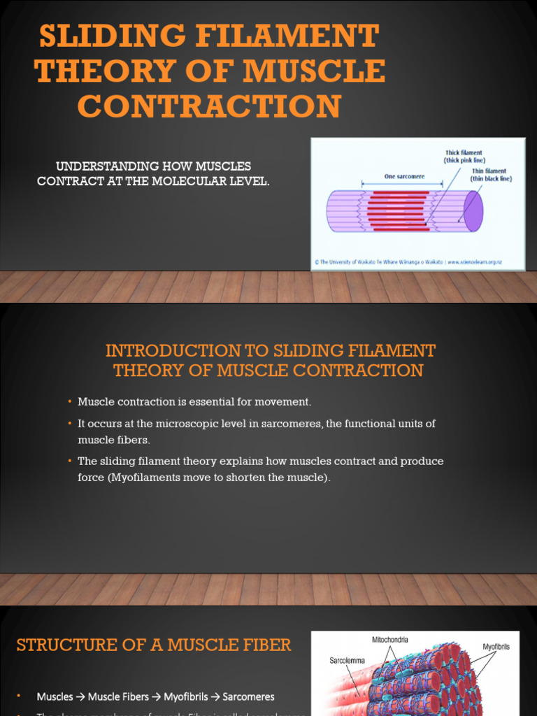 Sliding Filament Theory of Muscle Contraction Lesson Plan | PDF ...
