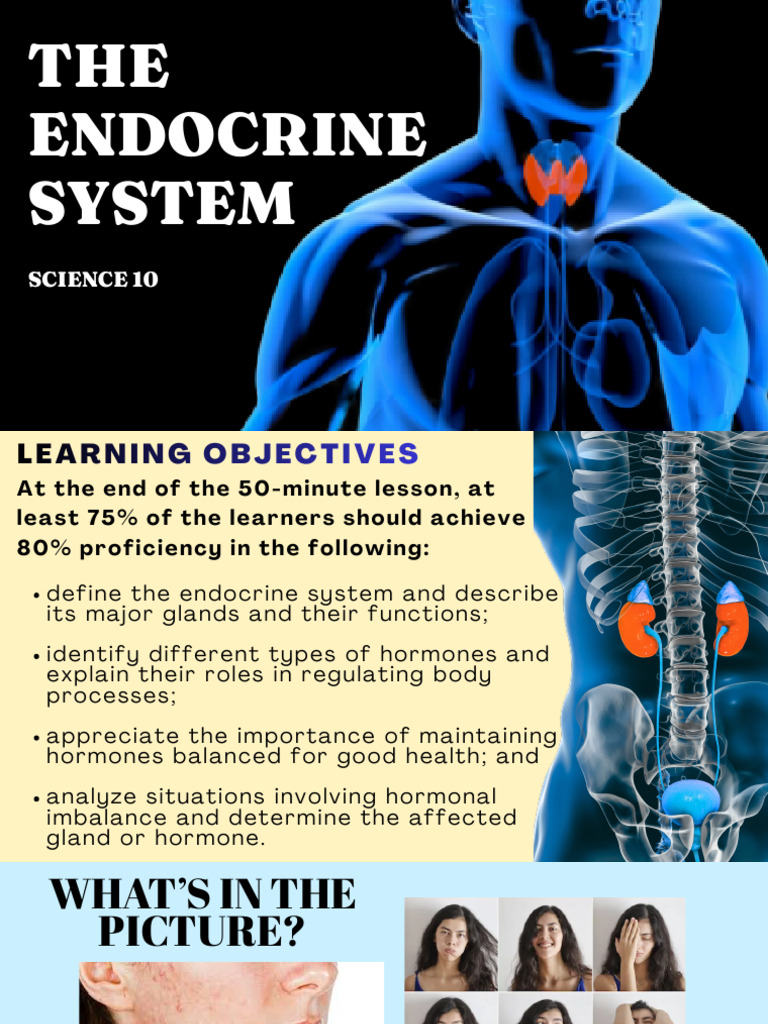 Lesson 2 ENDOCRINE SYSTEM | PDF | Endocrine System | Luteinizing Hormone