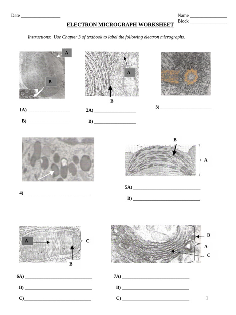 Electron Micrograph Labeling Guide | PDF