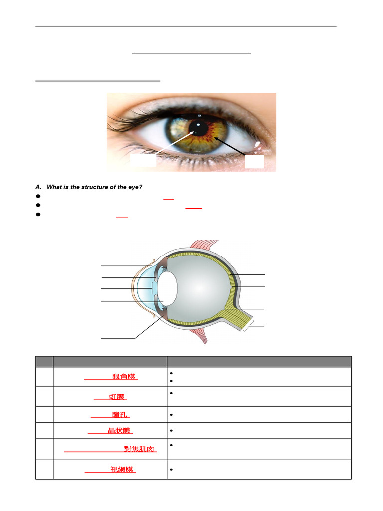 Eye Structure and Function Worksheet | PDF | Taste | Ear