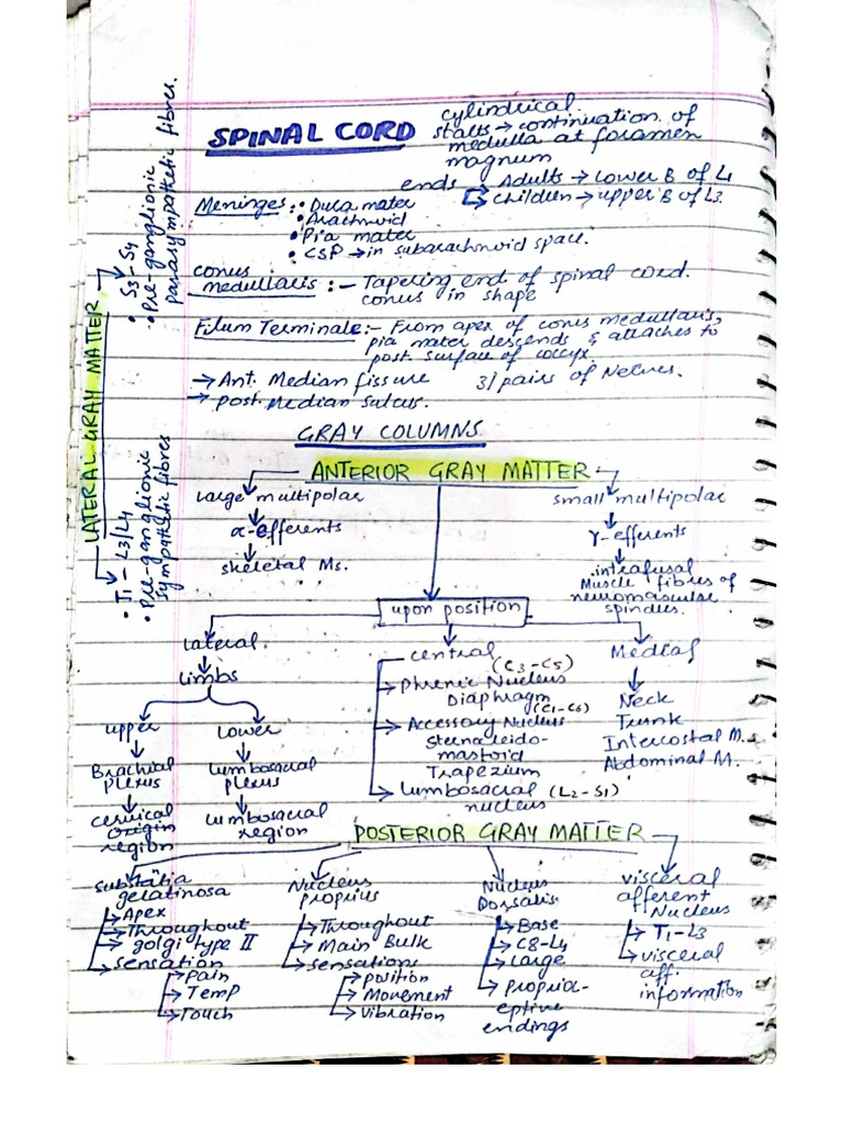 Neuroanatomy Notes | PDF