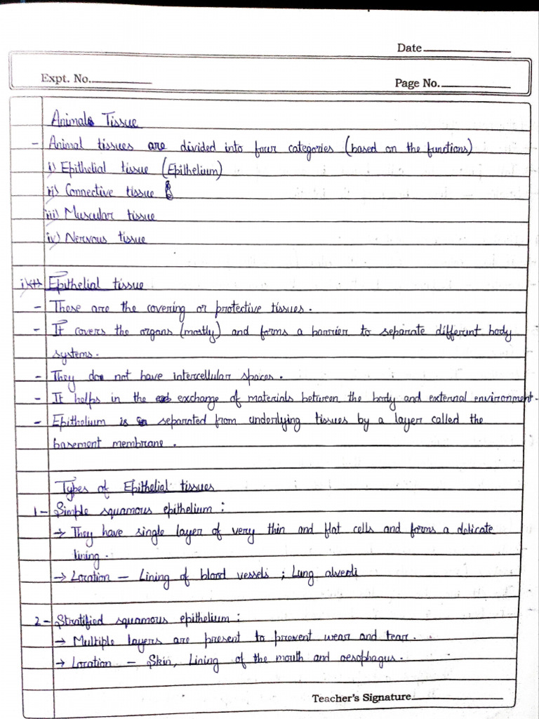 Animal Tissue Notes. | PDF