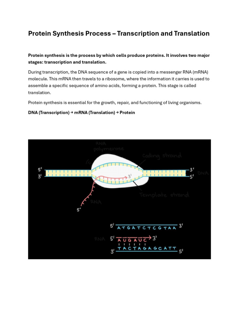 Understanding Protein Synthesis: Transcription & Translation | PDF ...